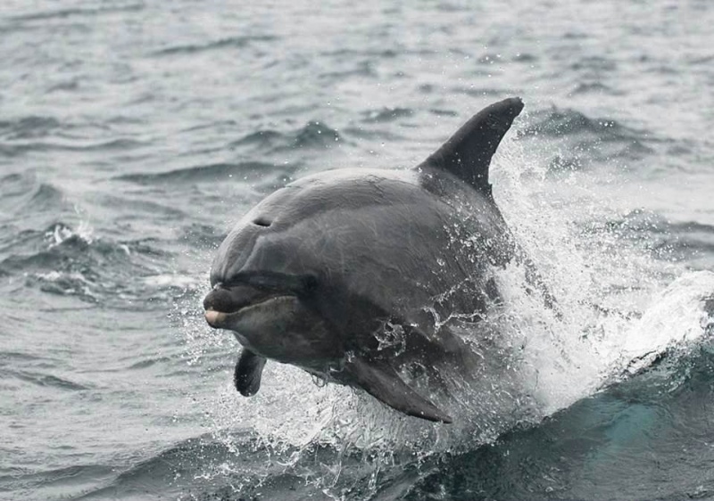 Punta Choros – La Serena e Coquimbo Chile