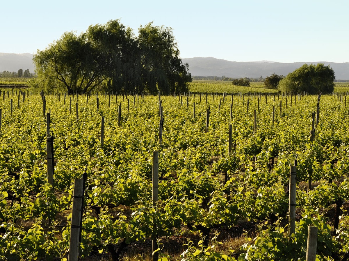 Curico Valley Wine Route – Curico Valley and Radal Siete Tazas National ...