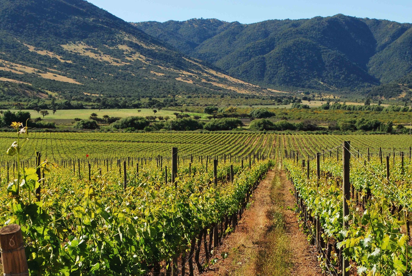 Valle de Colchagua – Chile