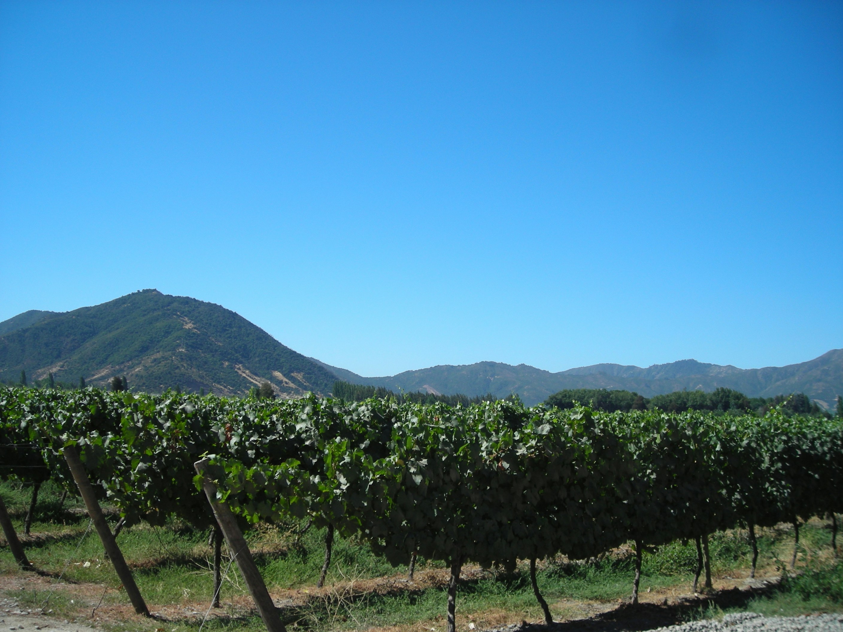 Chile Tours : Colchagua Wine Route, Travel Vacation Package