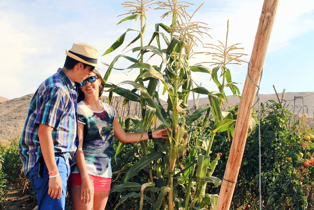 Tour de Meio Dia na Cidade de Arica e ao Vale de Azapa