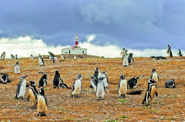 Magdalena Island and Marta Island Penguin Colony