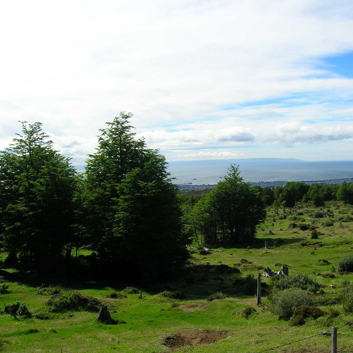 Excursion Tour to Magallanes Reserve in Punta Arenas, Magellan Strait